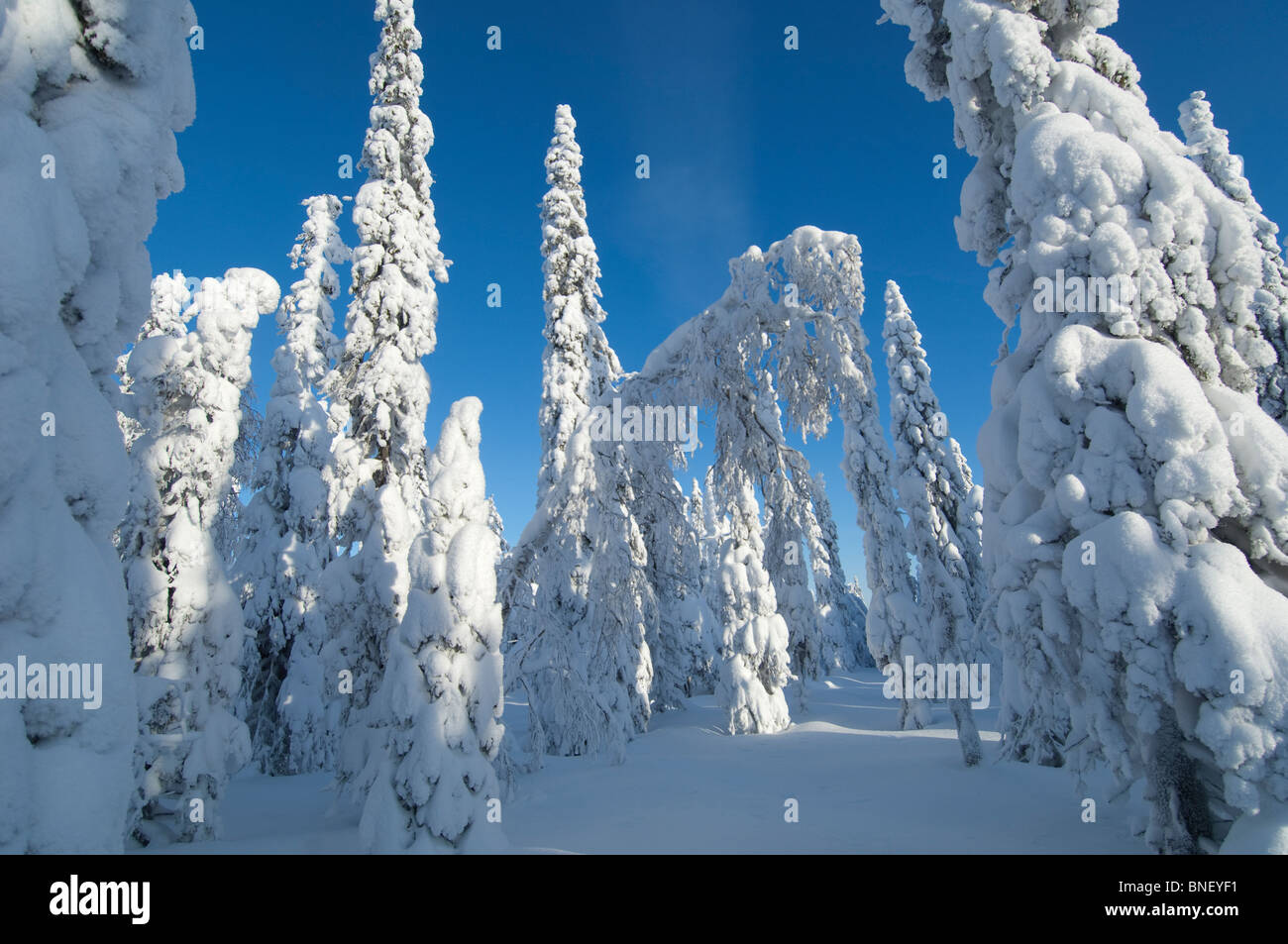 Snow landscapes in February with extreme cold conditions, Kuusamo ...