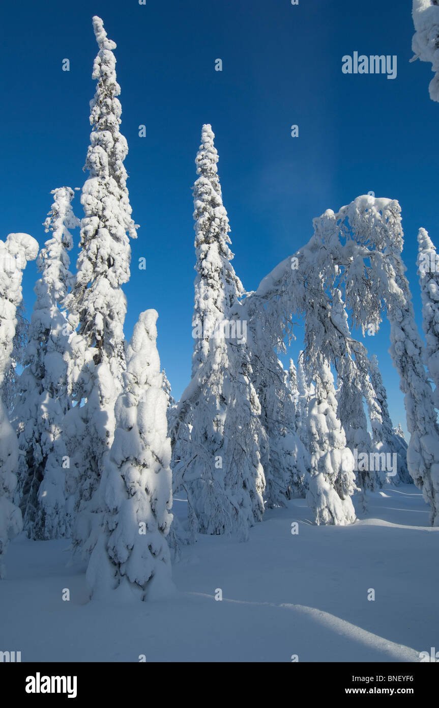 Snow landscapes in February with extreme cold conditions, Kuusamo ...