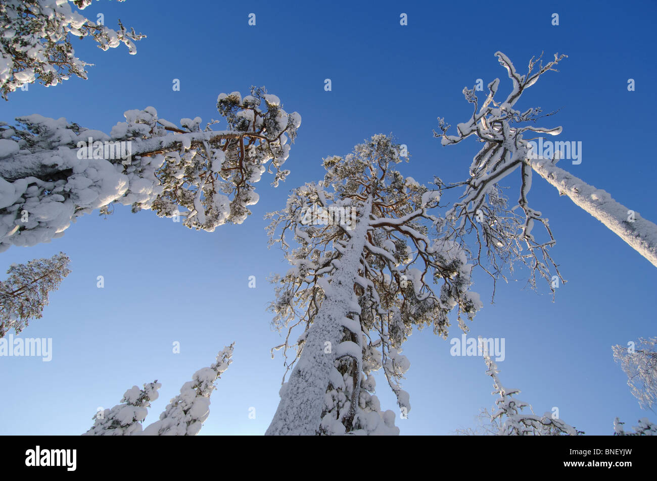 Boreal forest in winter hi-res stock photography and images - Alamy