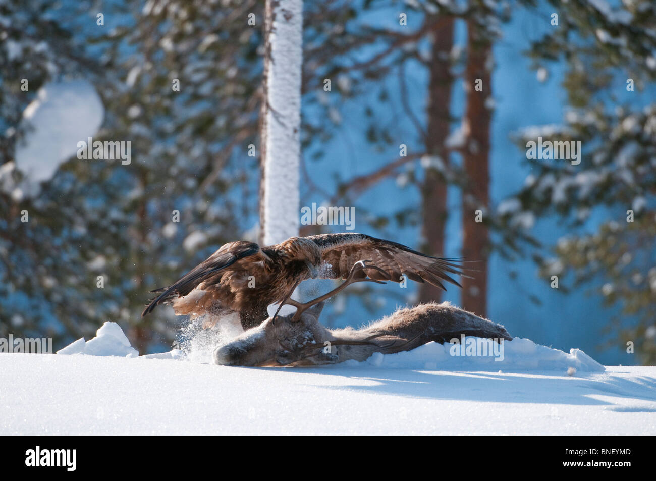 Golden Eagle (Aquila chrysaetos) feeding on a Reindeer carcass left ...
