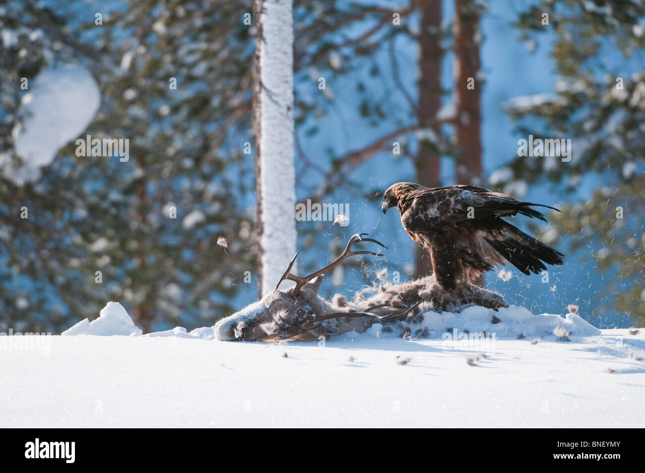 Golden Eagle (Aquila chrysaetos) feeding on a Reindeer carcass left ...