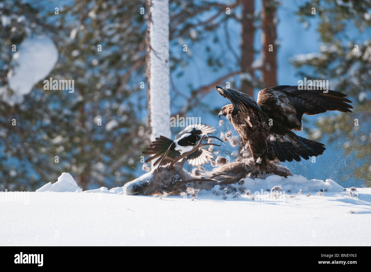 Golden Eagle (Aquila chrysaetos) feeding on a Reindeer carcass left ...