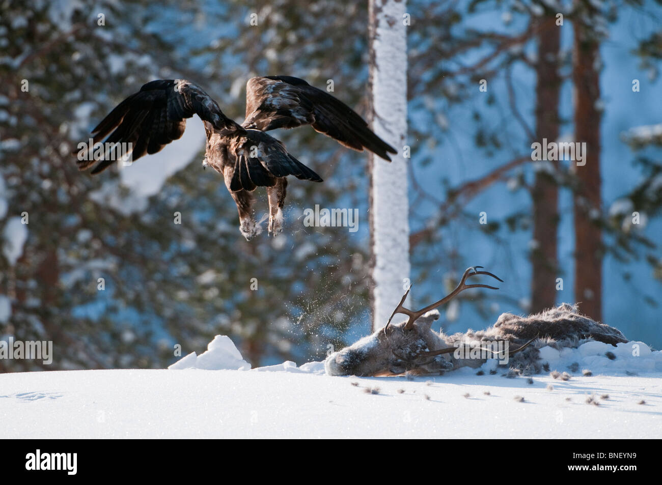 Golden Eagle (Aquila chrysaetos) feeding on a Reindeer carcass left ...
