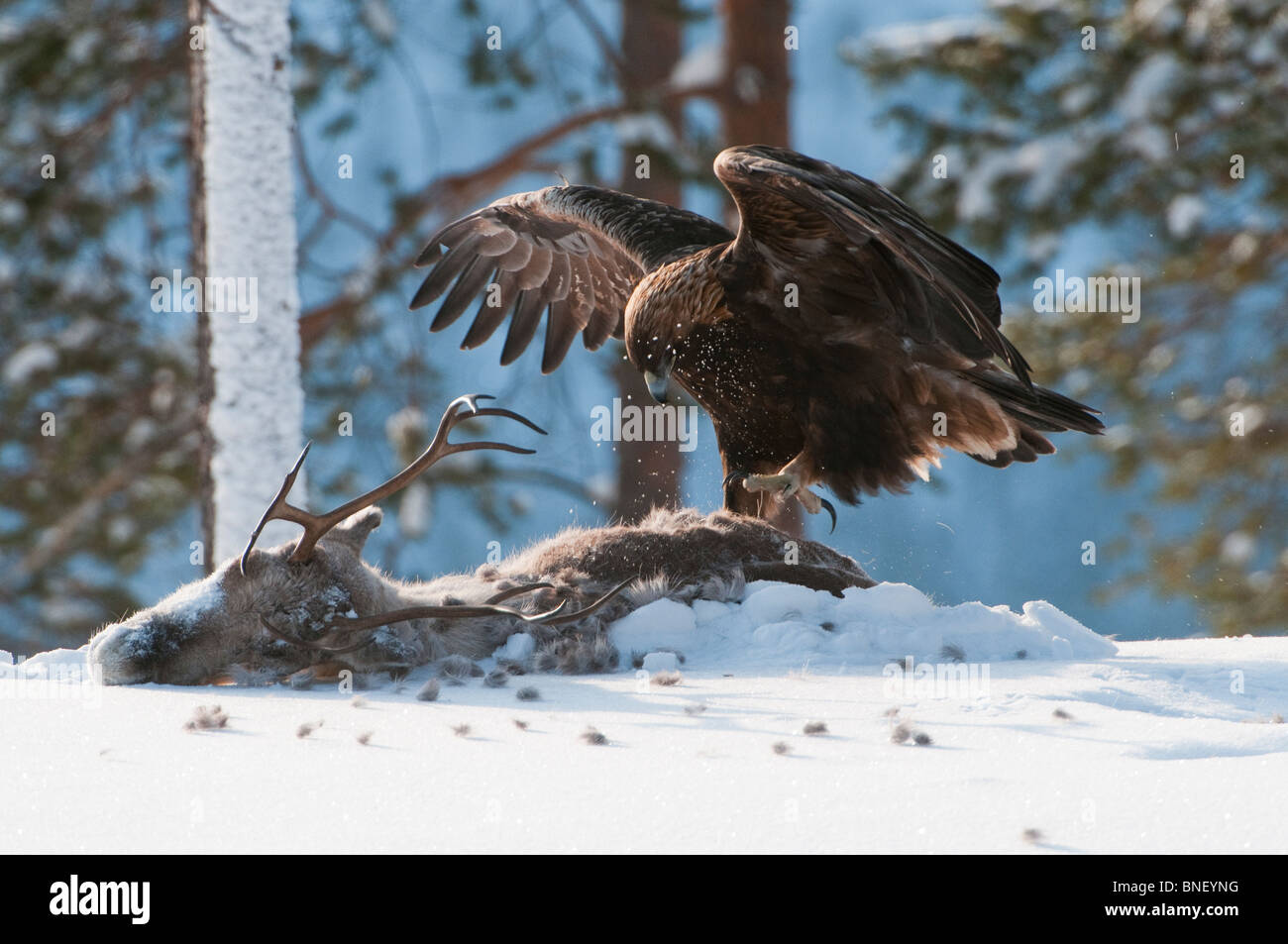 Golden Eagle (Aquila chrysaetos) feeding on a Reindeer carcass left ...