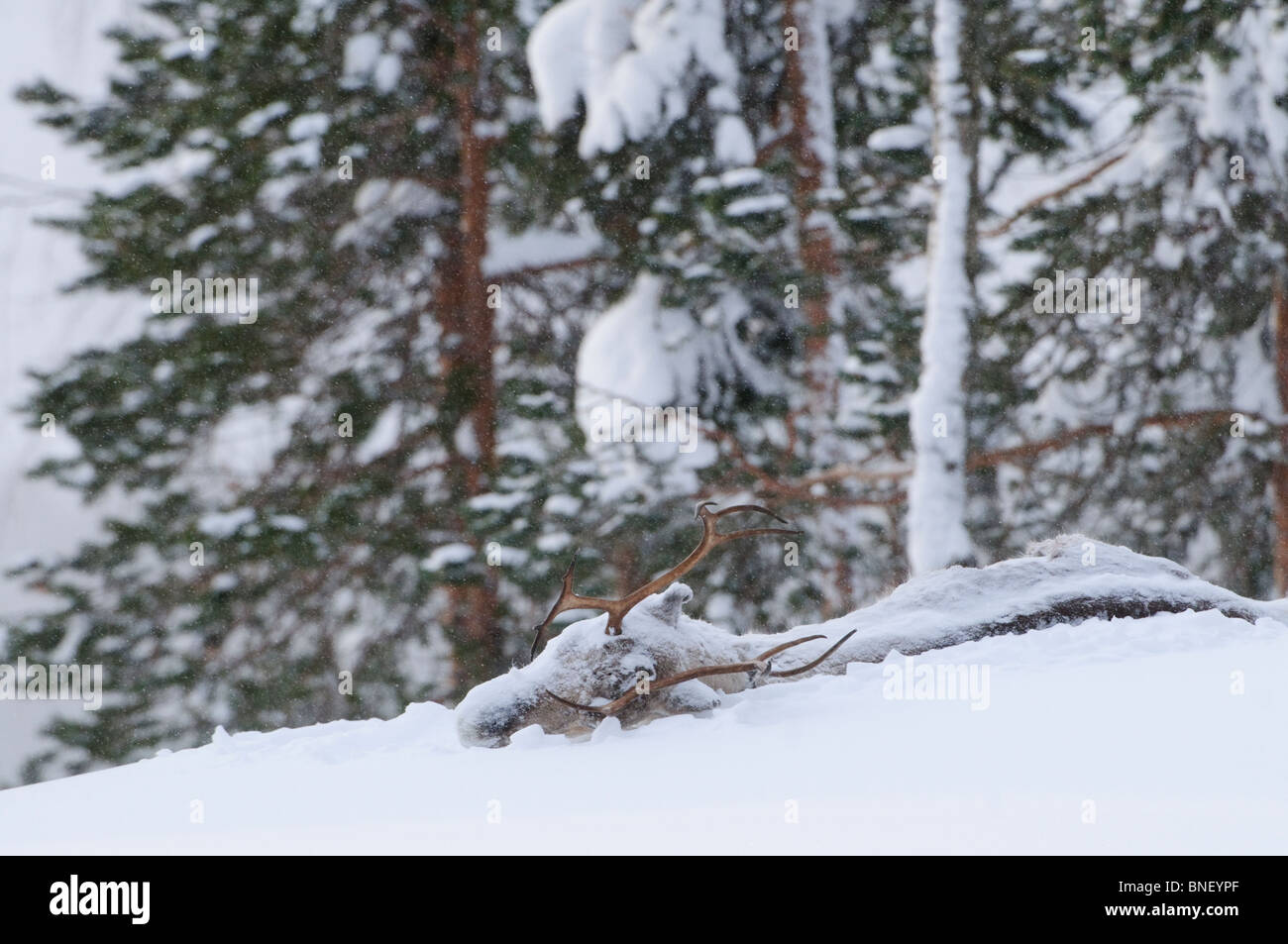Dead Reindeer carcass under the snow in the boreal forest, Finland ...