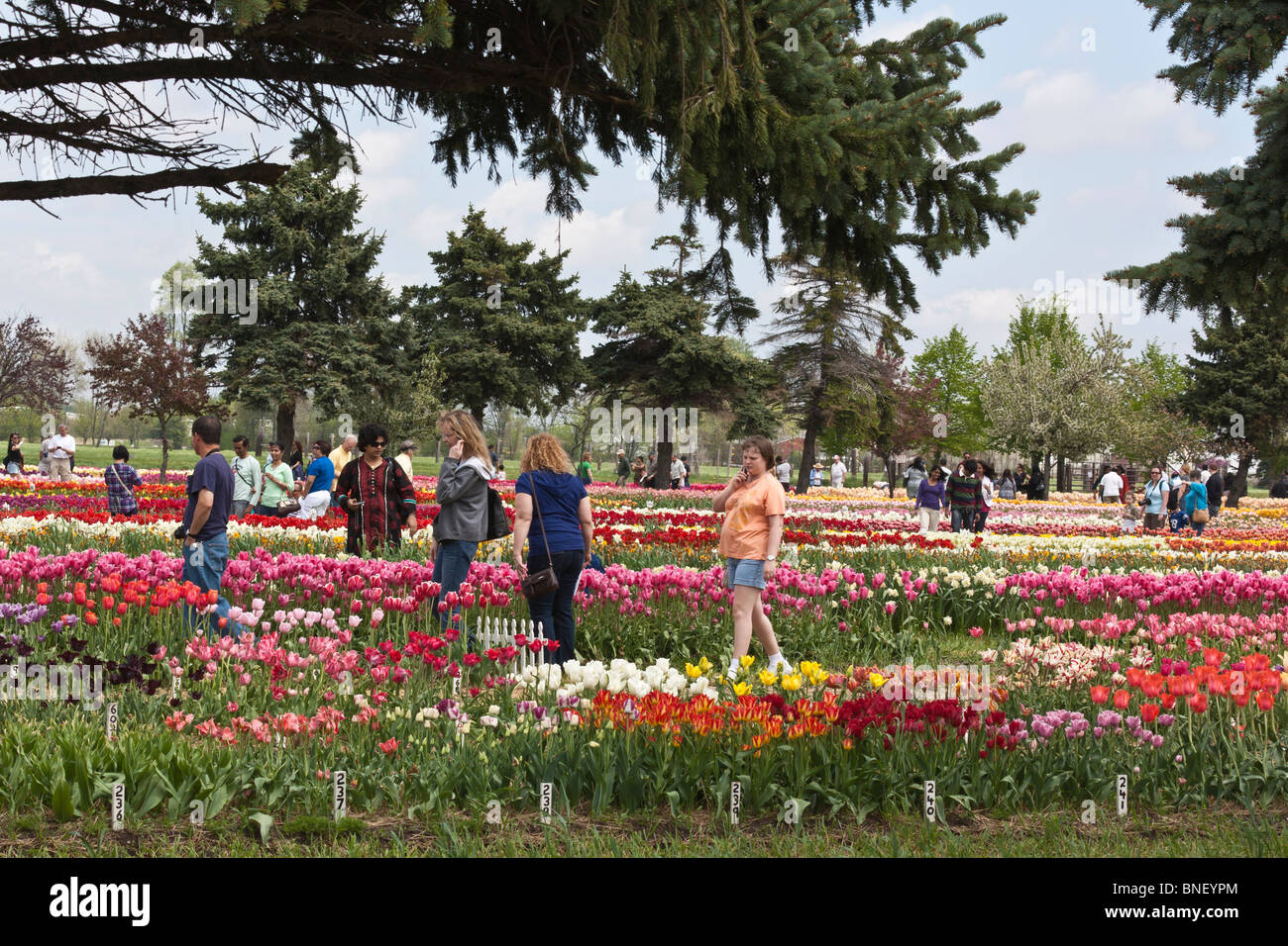 Tulip time festival Dutch at Holland Michigan MI in USA US people in ...