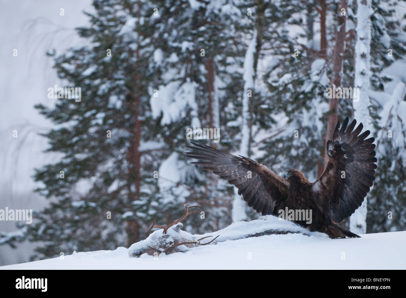 Male golden Eagle feeding under snowfall on a reindeer carcass left ...