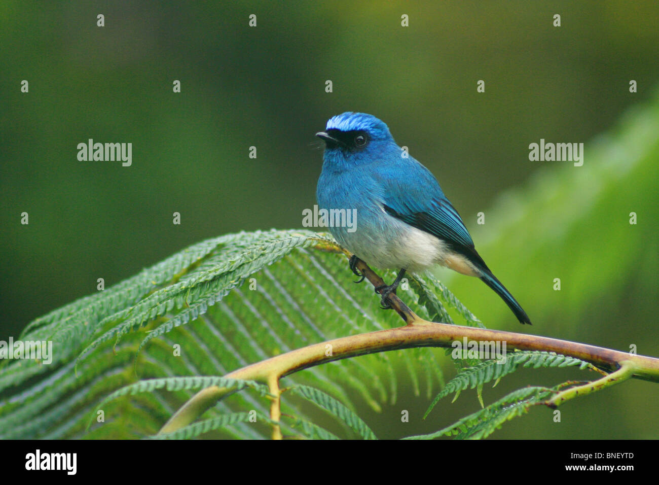 Asian flycatcher bird hi-res stock photography and images - Alamy