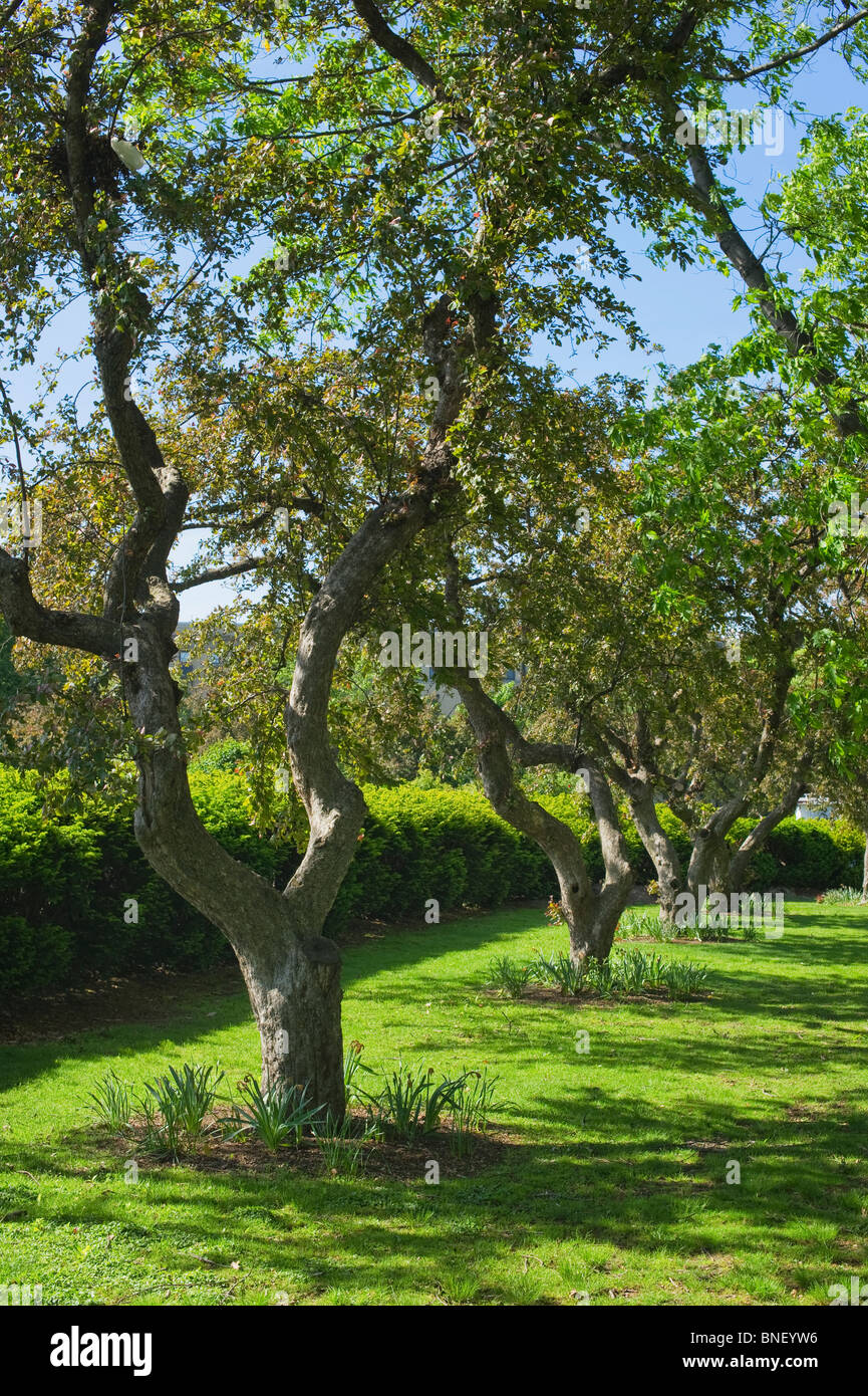 Manicured Trees High Resolution Stock Photography and Images - Alamy