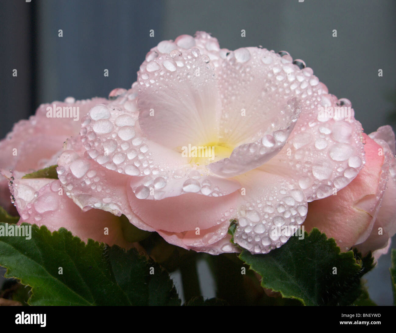 rain drops and dew drops formed on a pink begonia in full blossom ...