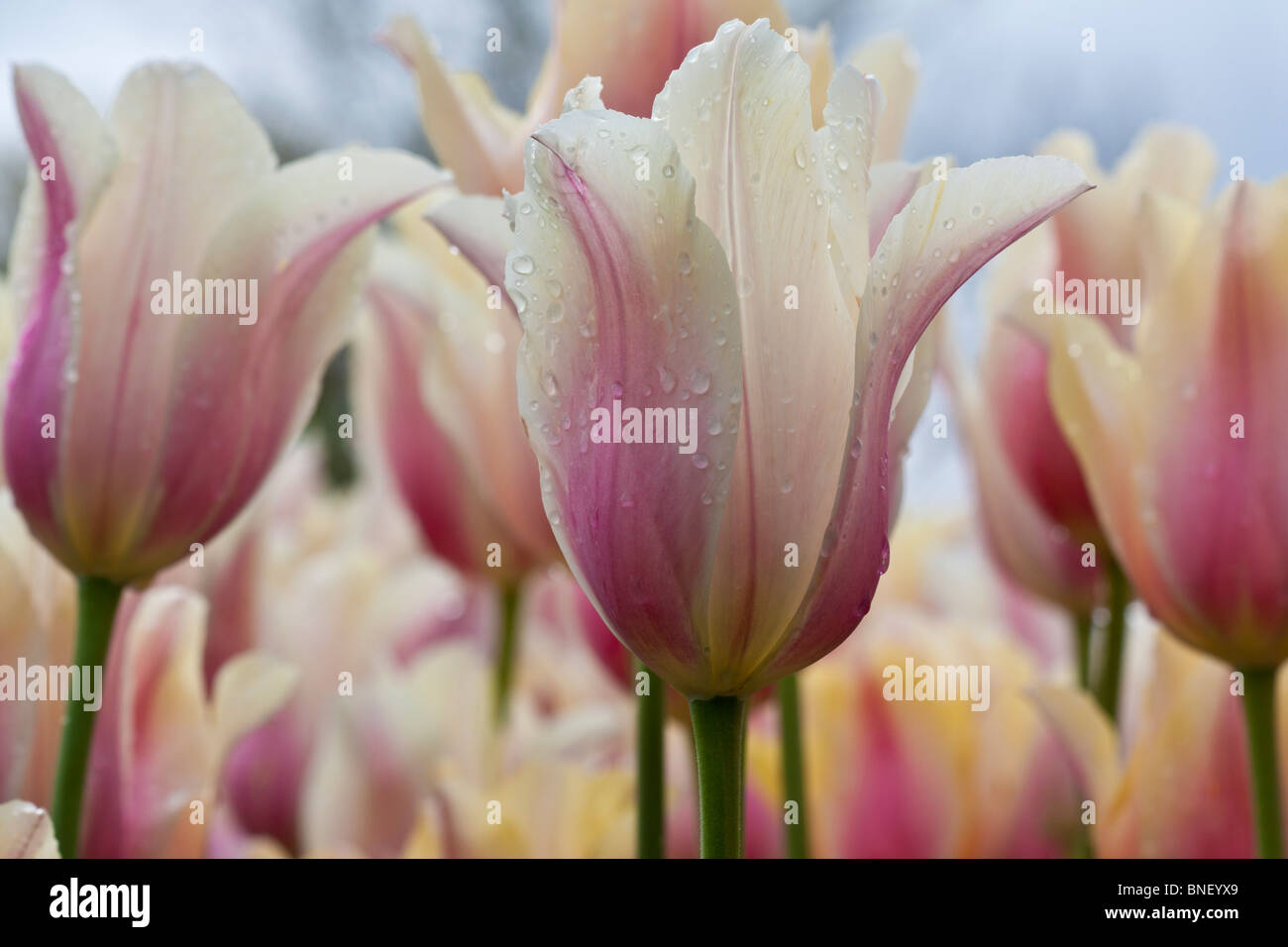 Tulip time festival Dutch Holland Michigan in USA US pink tulips ...