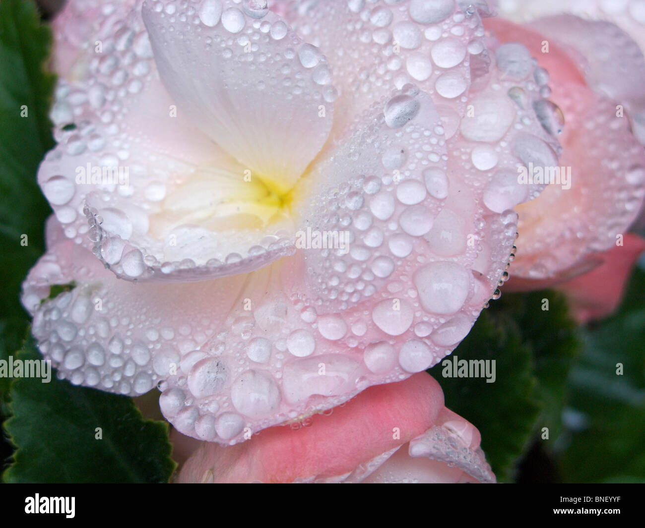 water droplets, dew drops and raindrops on a begonia flower in full ...
