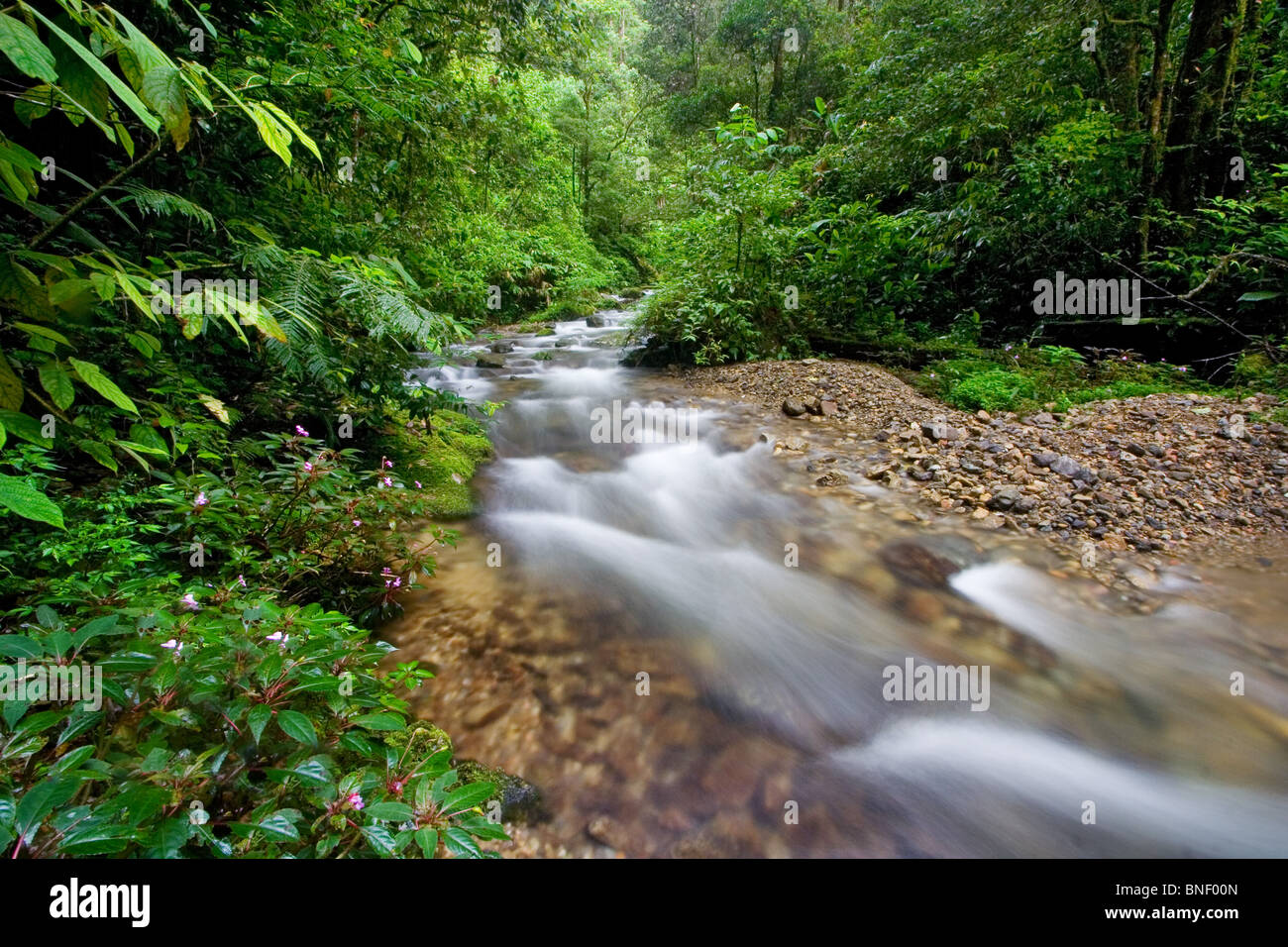 Rainforest stream in montane forest, Mount Kinabalu, Sabah, Malaysia ...