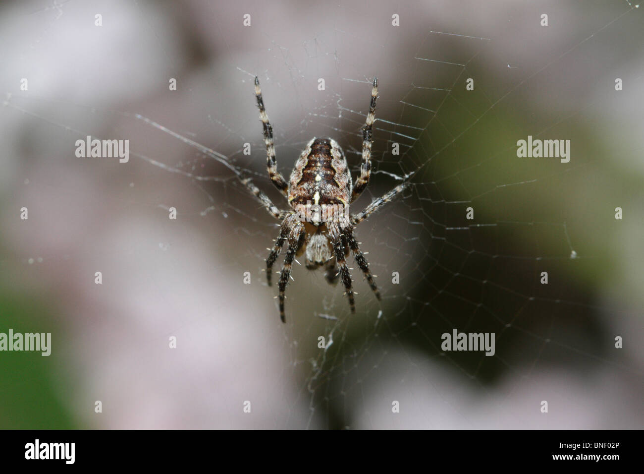 Cross Spider or European garden spider (Araneus diadematus Stock Photo ...