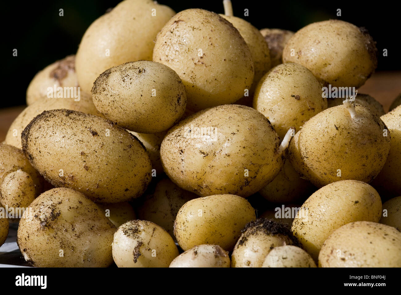 How to grow potatoes hi-res stock photography and images - Alamy