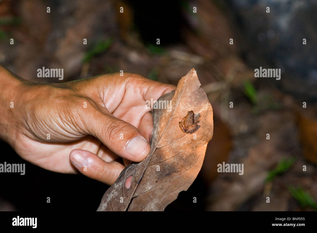 Man holding a tiny frog on a leaf, Sabah, Malaysia Stock Photo - Alamy