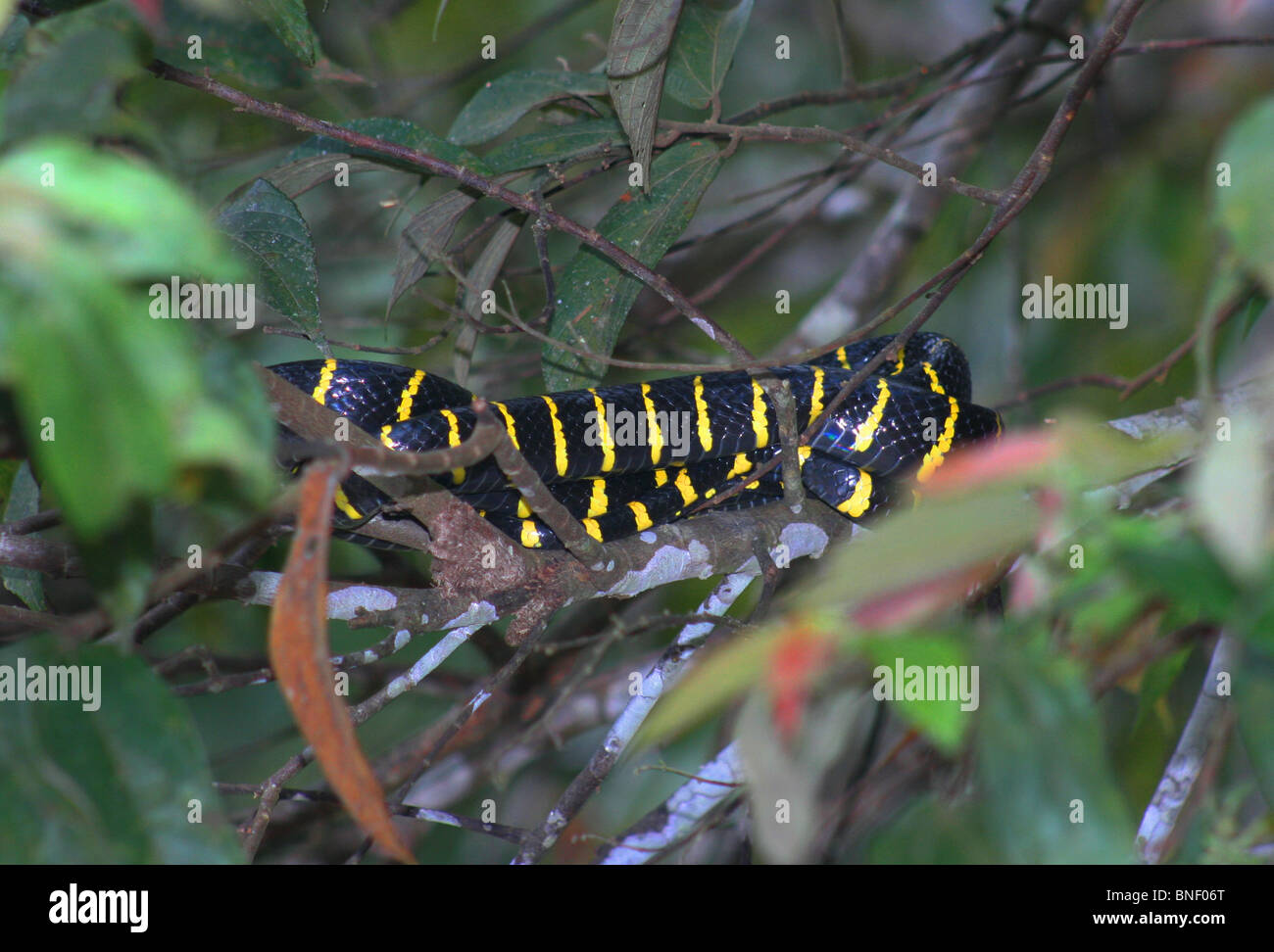 Boiga dendrophilia hi-res stock photography and images - Alamy