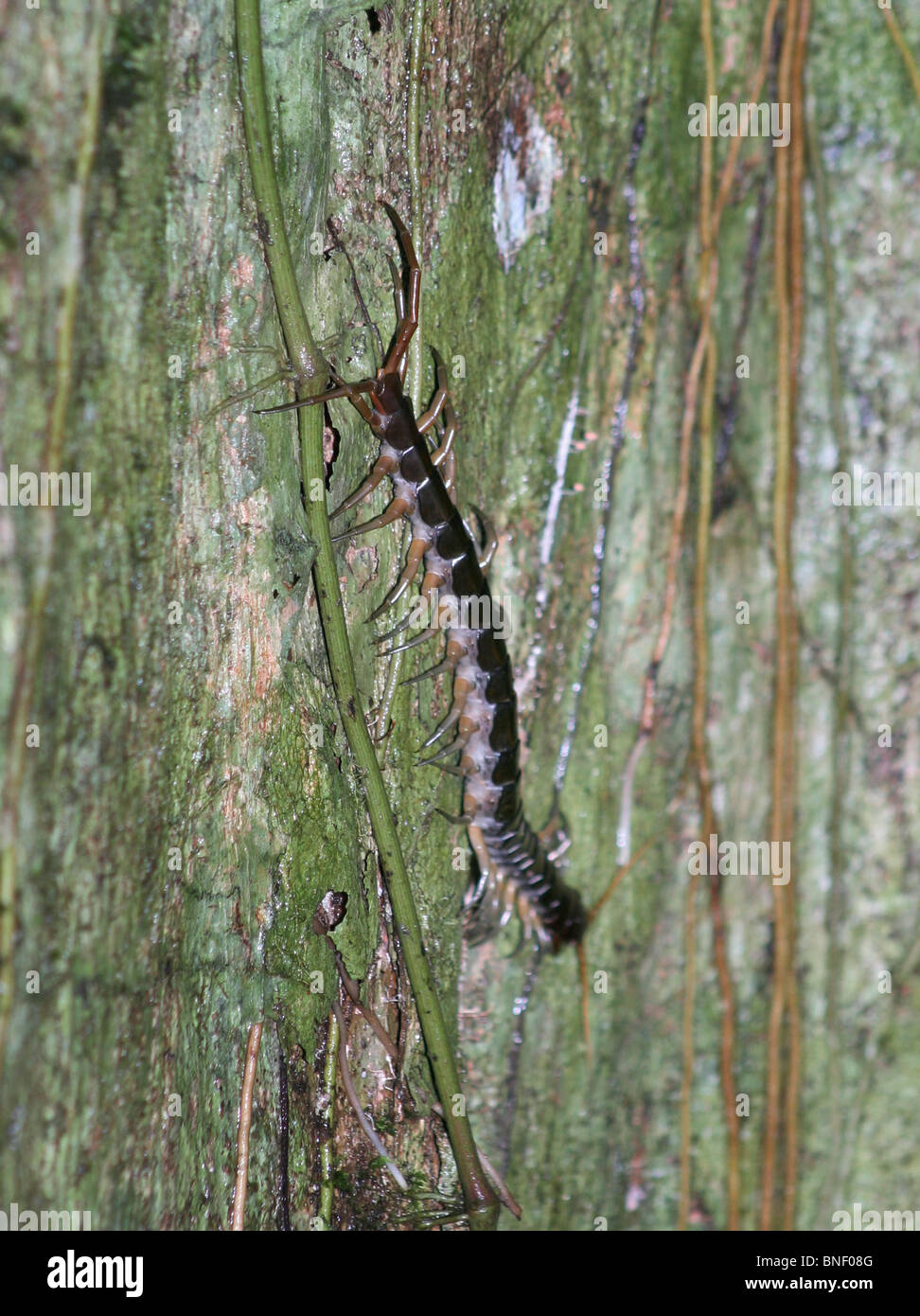 Centipede on a tree trunk, Kinabatangan River, Sabah, Malaysia Stock ...