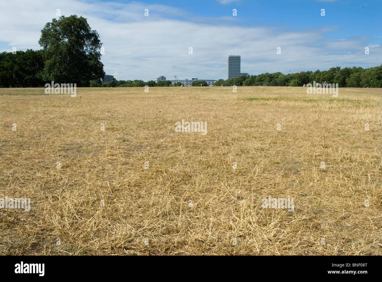 Heat wave a drought hot dry summer parched brown grass Hyde Park London ...
