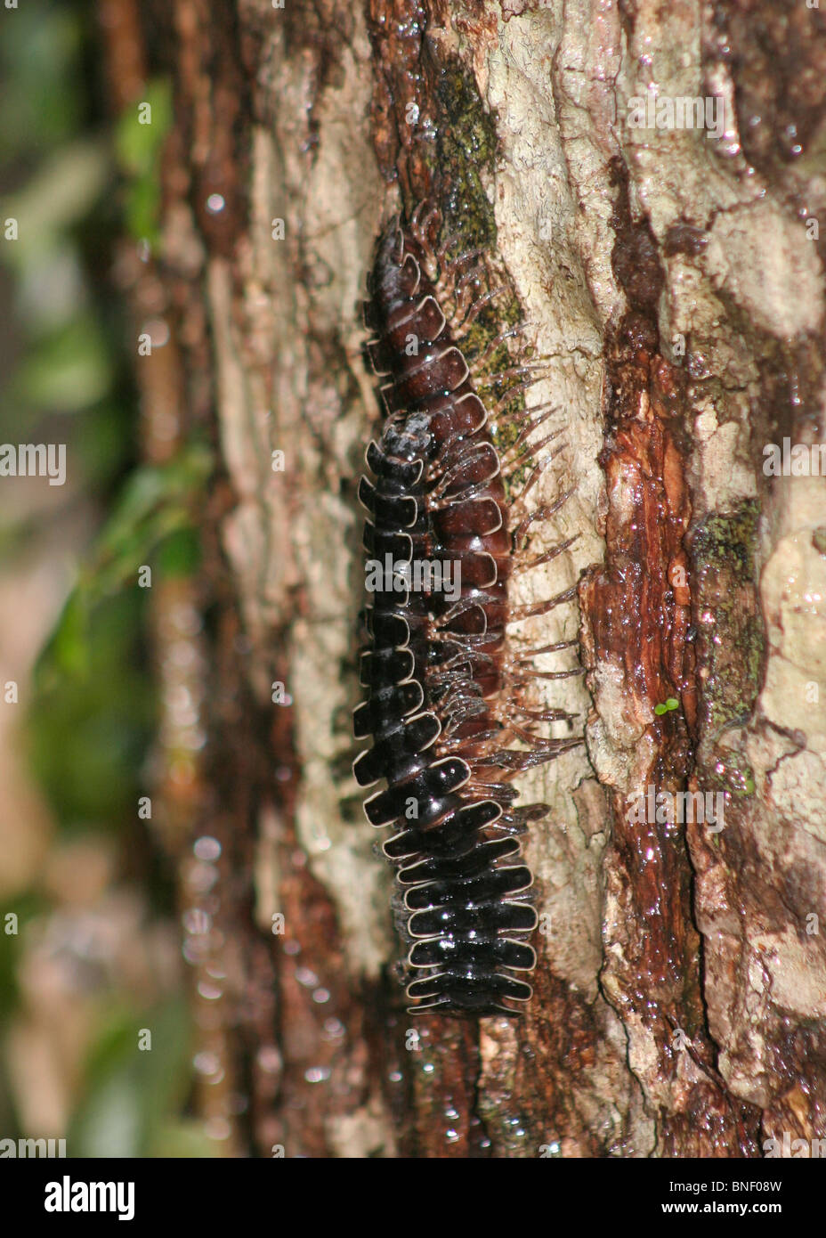 Millipedes hi-res stock photography and images - Alamy