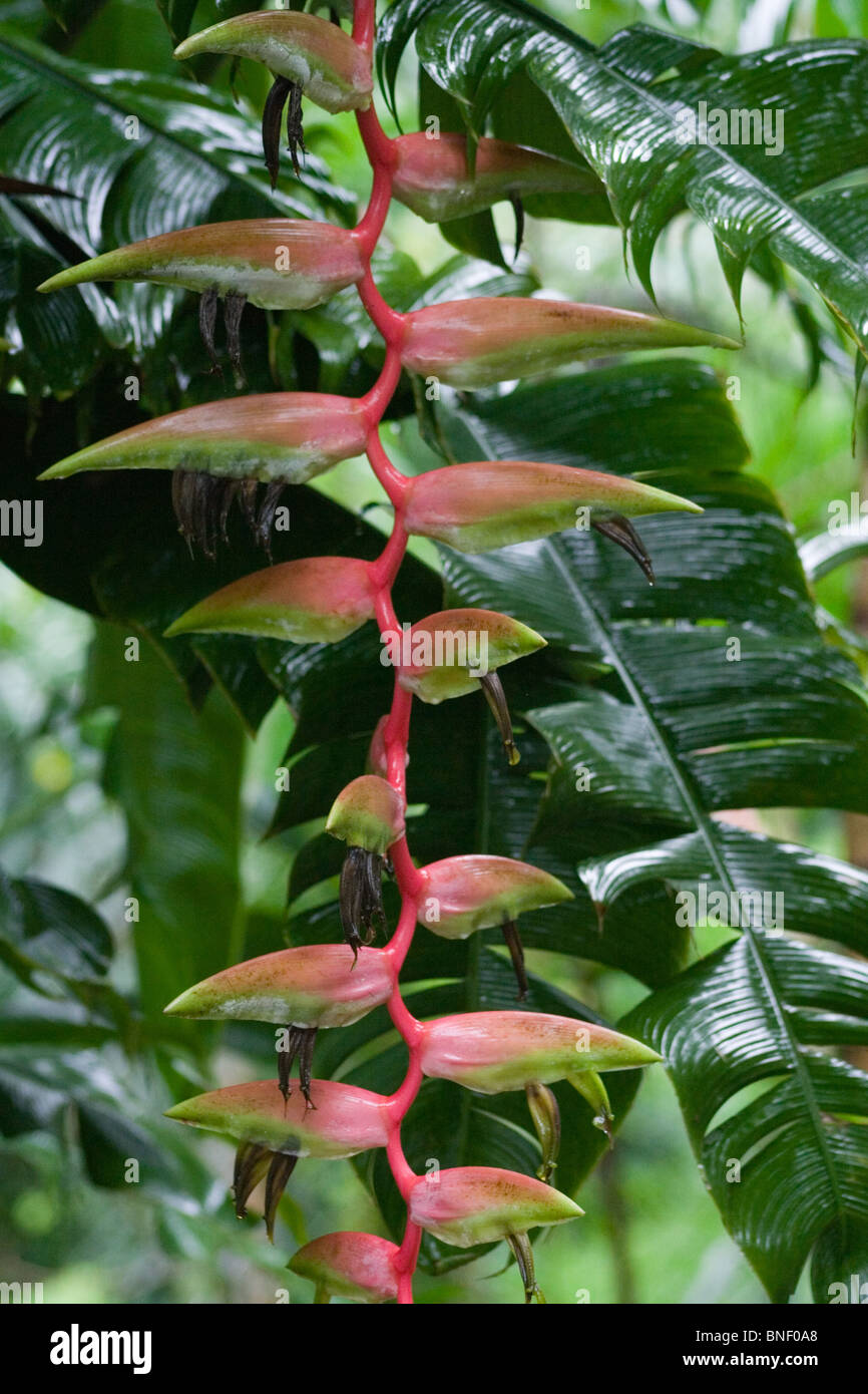 Heliconia flowers (Heliconia chartacea) in a rainforest garden, Sepilok ...
