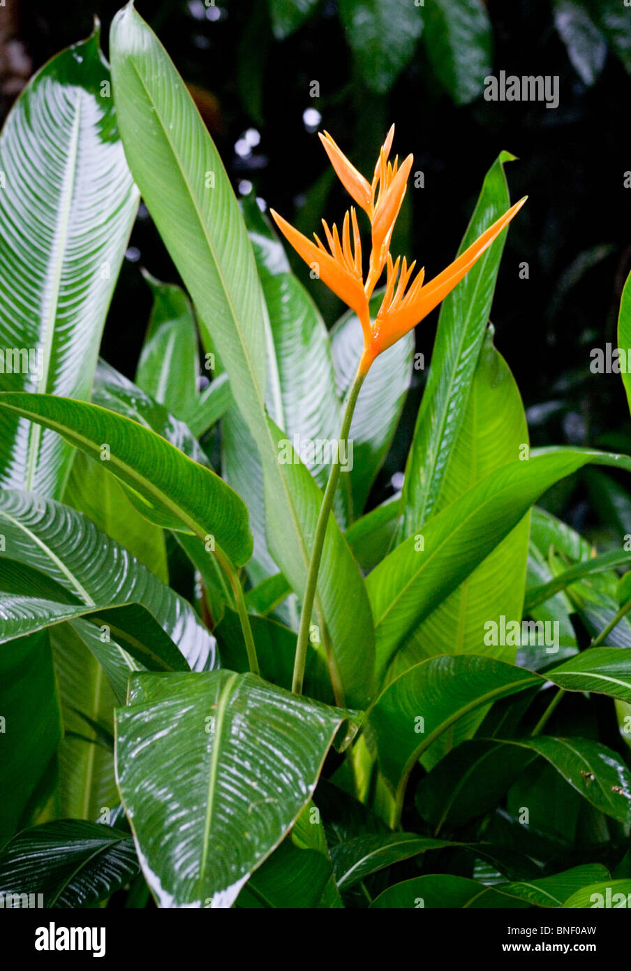 Heliconia psittacorum hi-res stock photography and images - Alamy