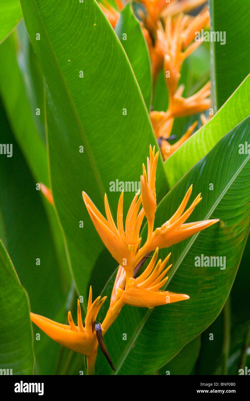 Heliconia psittacorum hi-res stock photography and images - Alamy