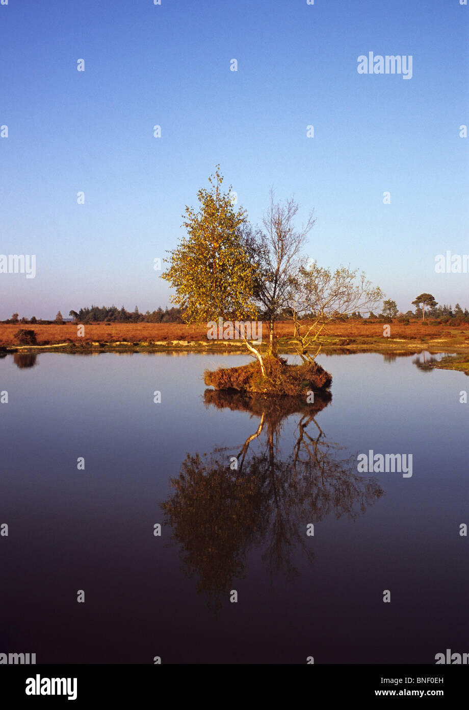 Group of birch trees on a tiny islet in a pond, New Forest near Linwood ...