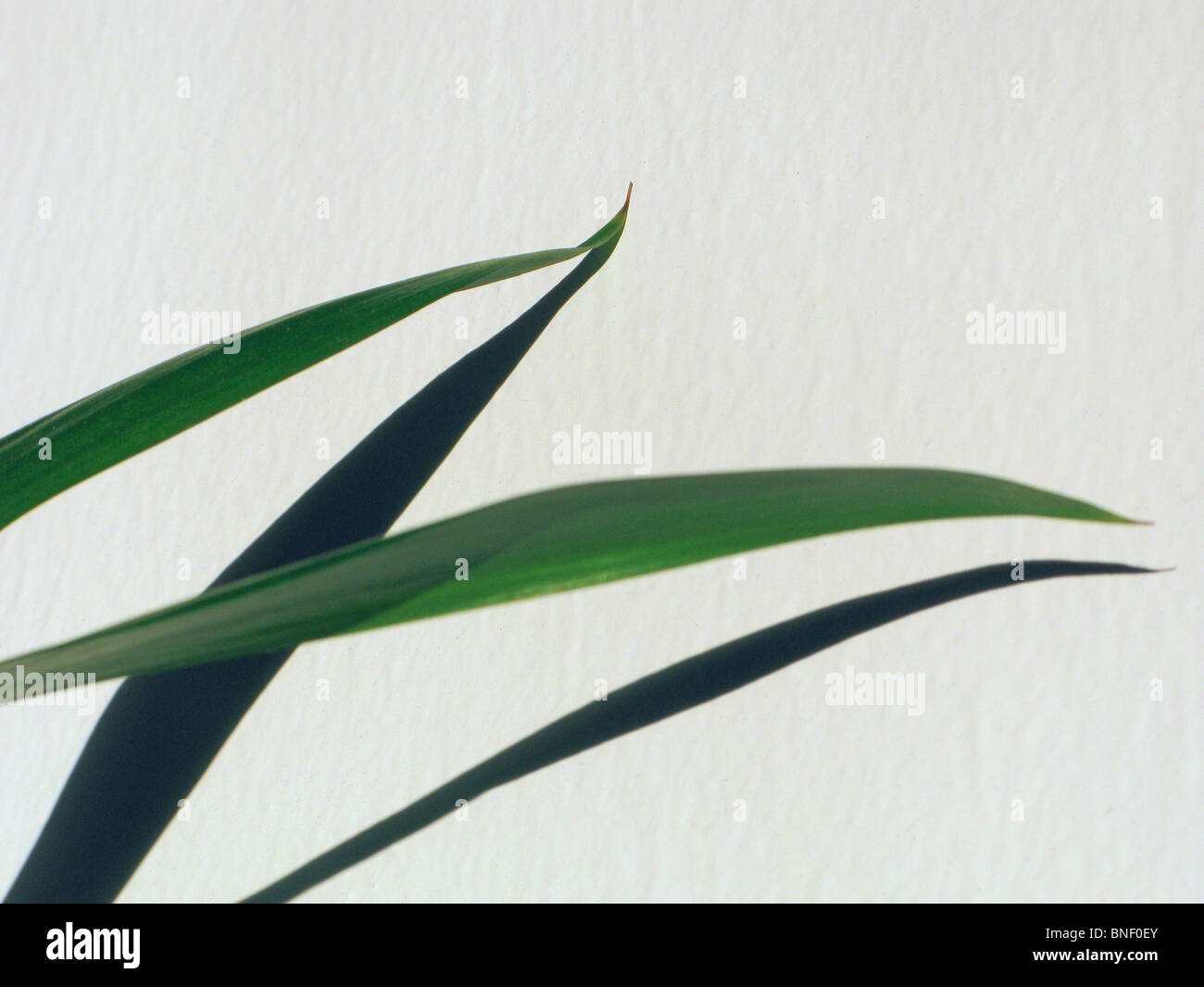 Leaves like blades hi-res stock photography and images - Alamy