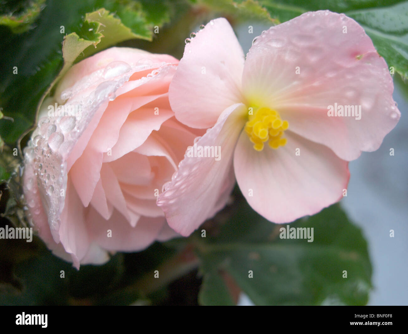 Raindrops on blossoms hi-res stock photography and images - Alamy