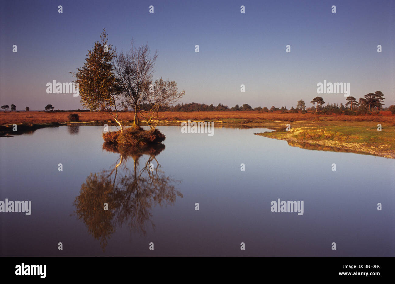 Linwood new forest hi-res stock photography and images - Alamy