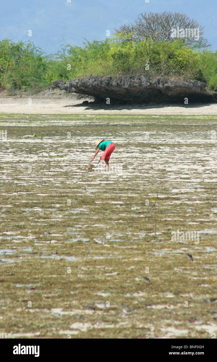 Filipino woman collecting shellfish on exposed tidal mudflats, Olango ...