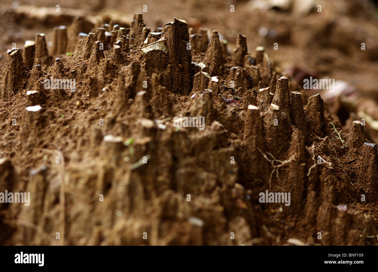 Leaf Cutter Ants Nest