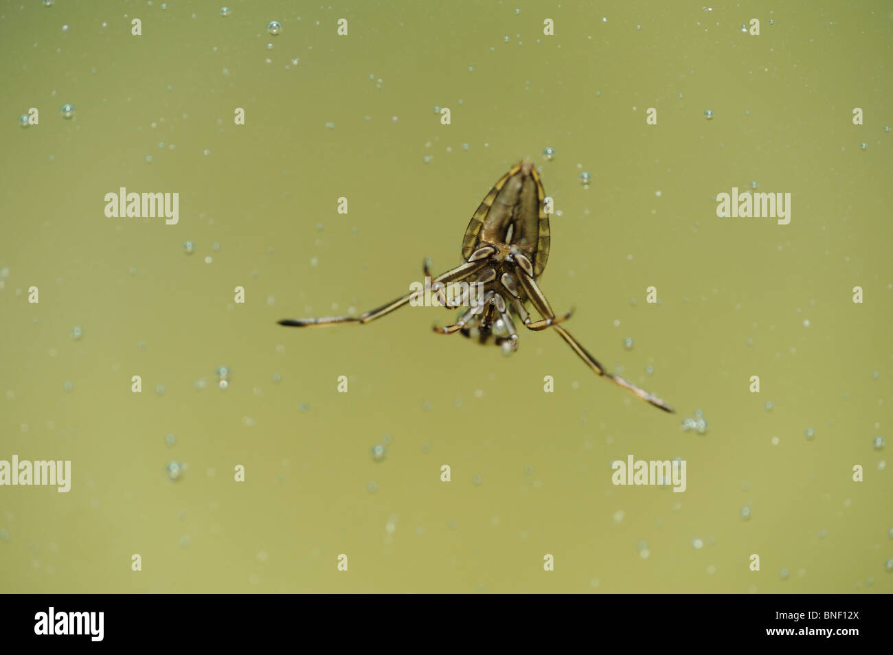 Backswimmer, Notonecta glauca, UK Stock Photo - Alamy
