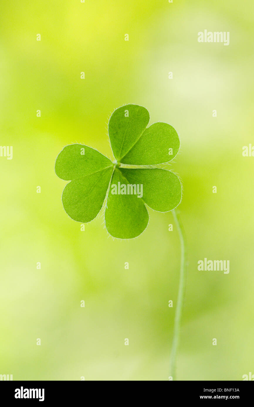 Three leaf clover hi-res stock photography and images - Alamy