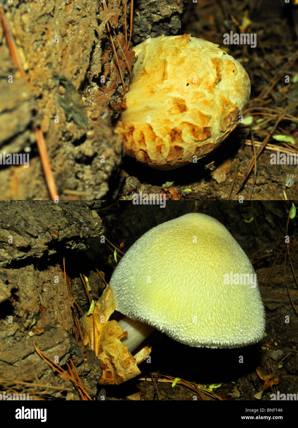 Volvariella hi-res stock photography and images - Alamy