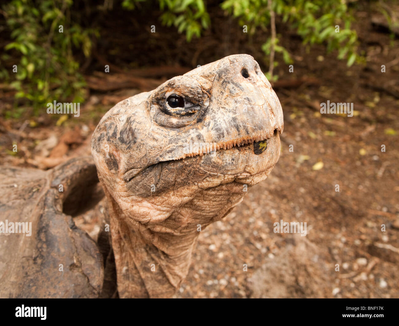 Galápagos giant tortoise head hi-res stock photography and images - Alamy