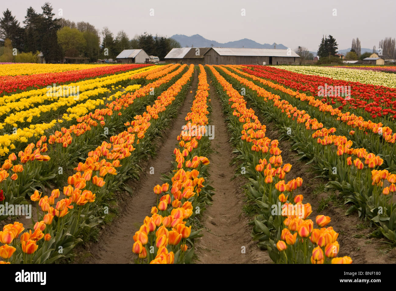 Tulip Field With Farm Stock Photo - Alamy