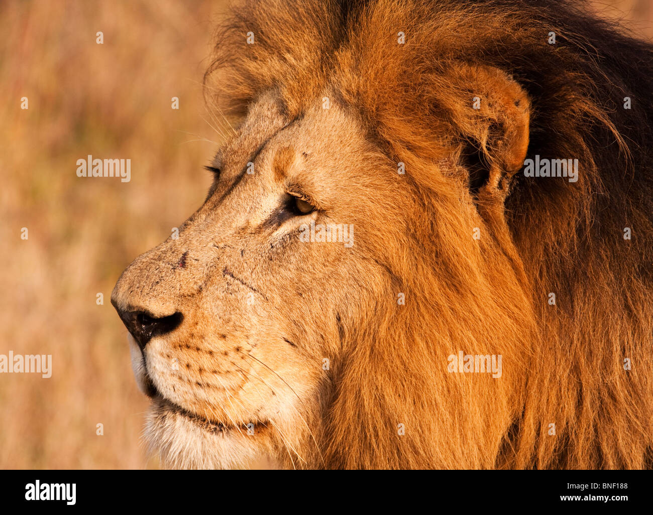 Scar lion king hi-res stock photography and images - Alamy