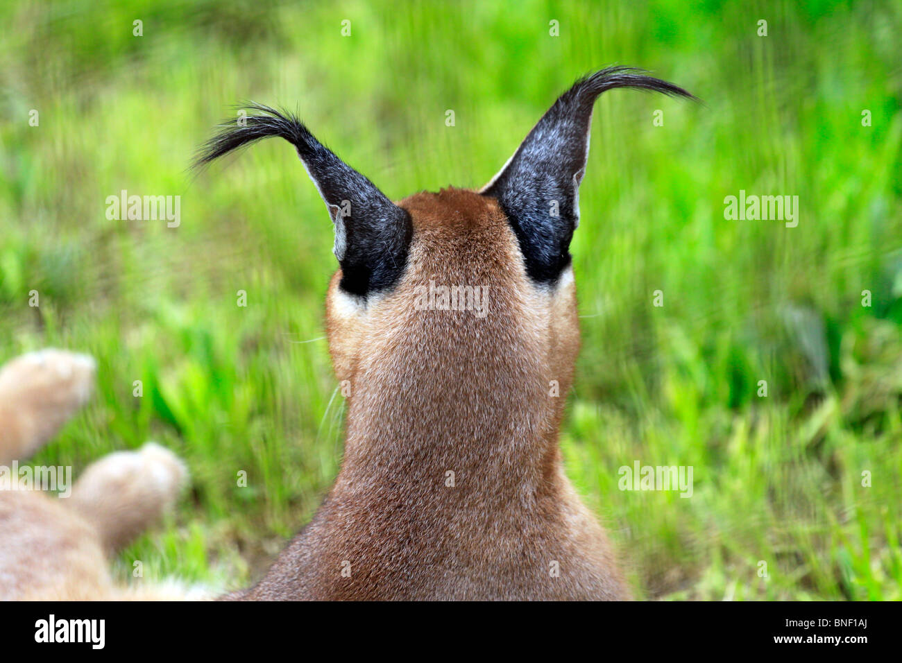 Rooikat (Caracal caracal, )in Tygerberg Zoo near Cape Town Stock Photo ...