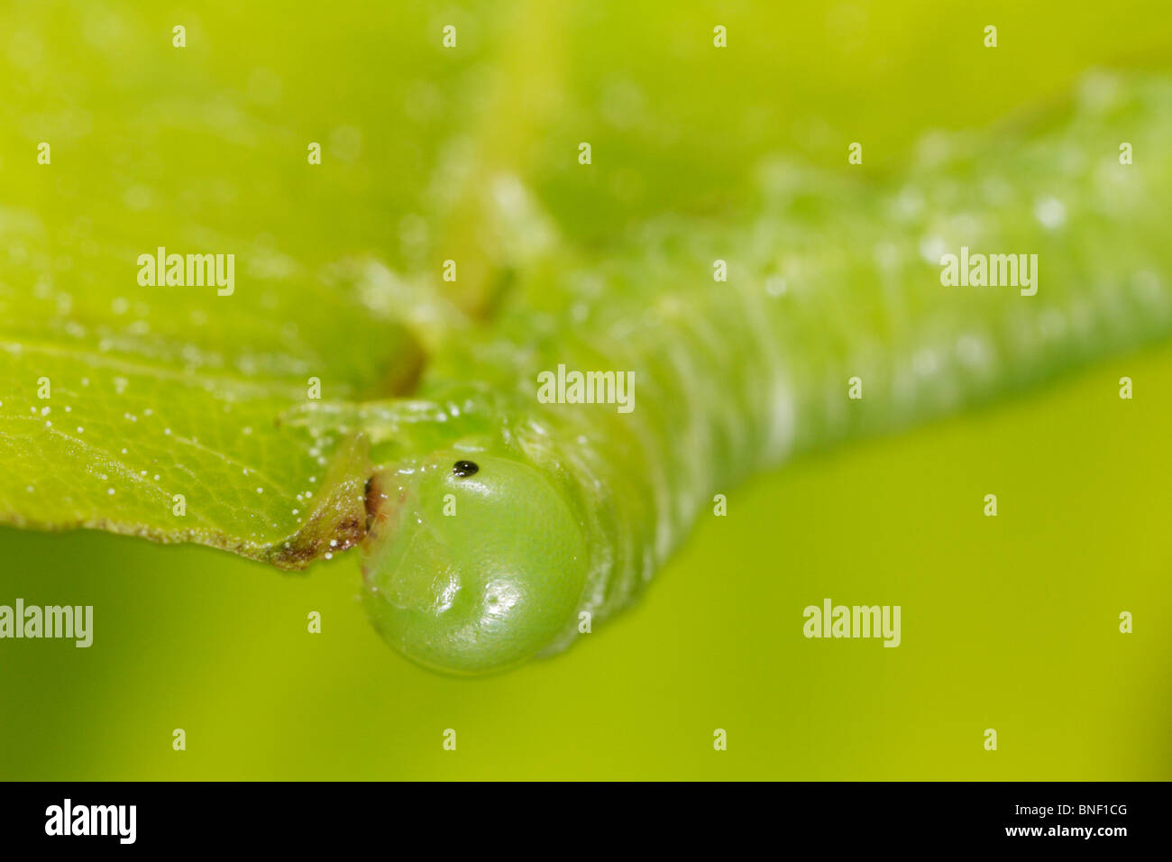 Sawfly larva eating, on a green leaf Stock Photo - Alamy