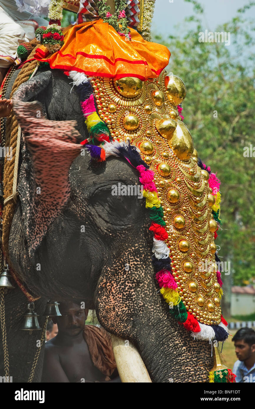 India Kerala Thrissur an harnessed elephant during the Pooram Elephant ...