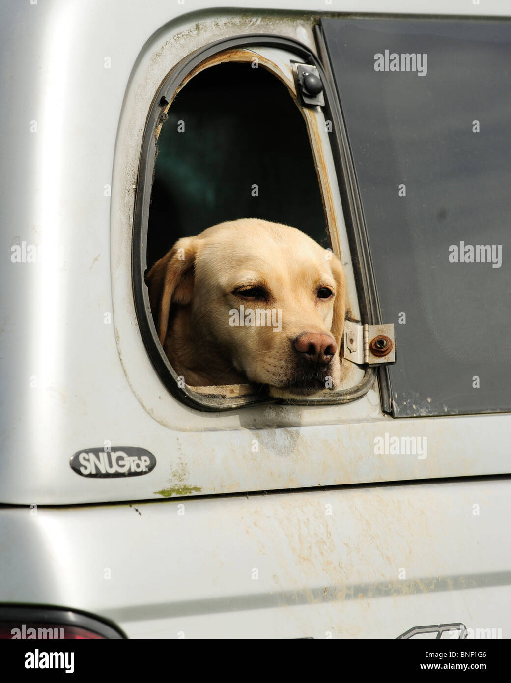 labrador looking out of car window Stock Photo - Alamy