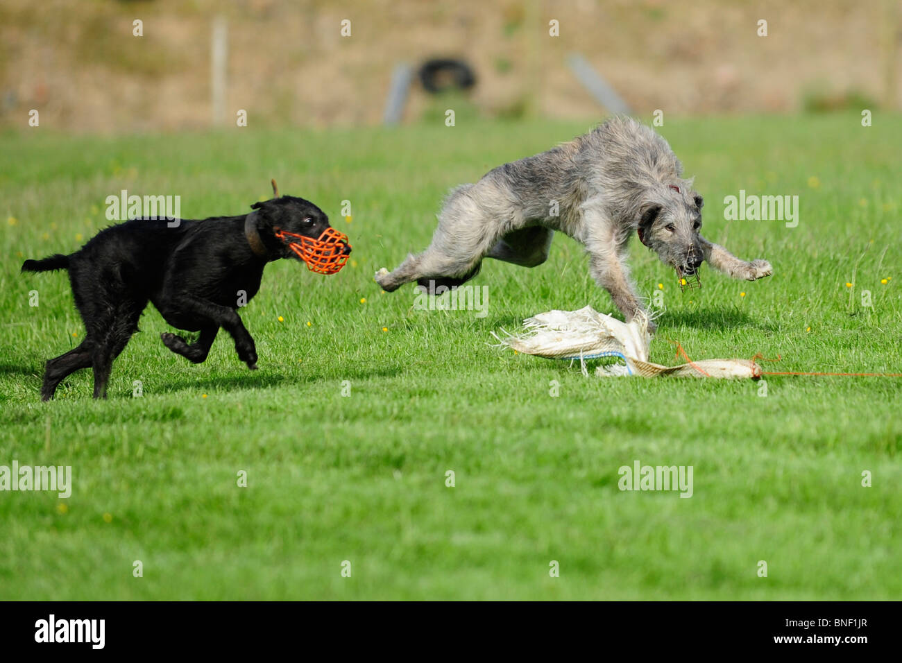 Coursing The Hare High Resolution Stock Photography and Images - Alamy