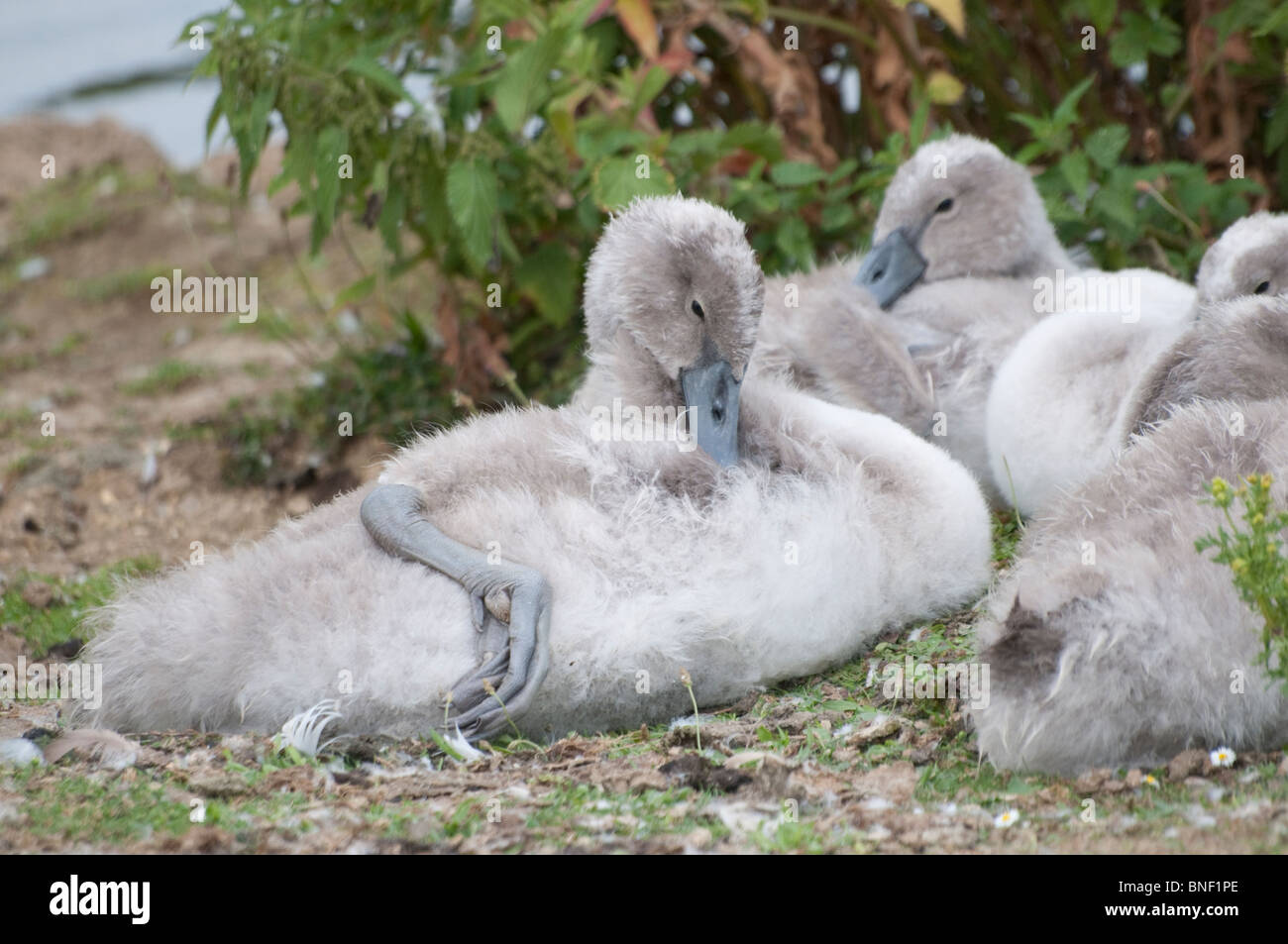 A swan signet, preening, sitting with other signets Stock Photo - Alamy