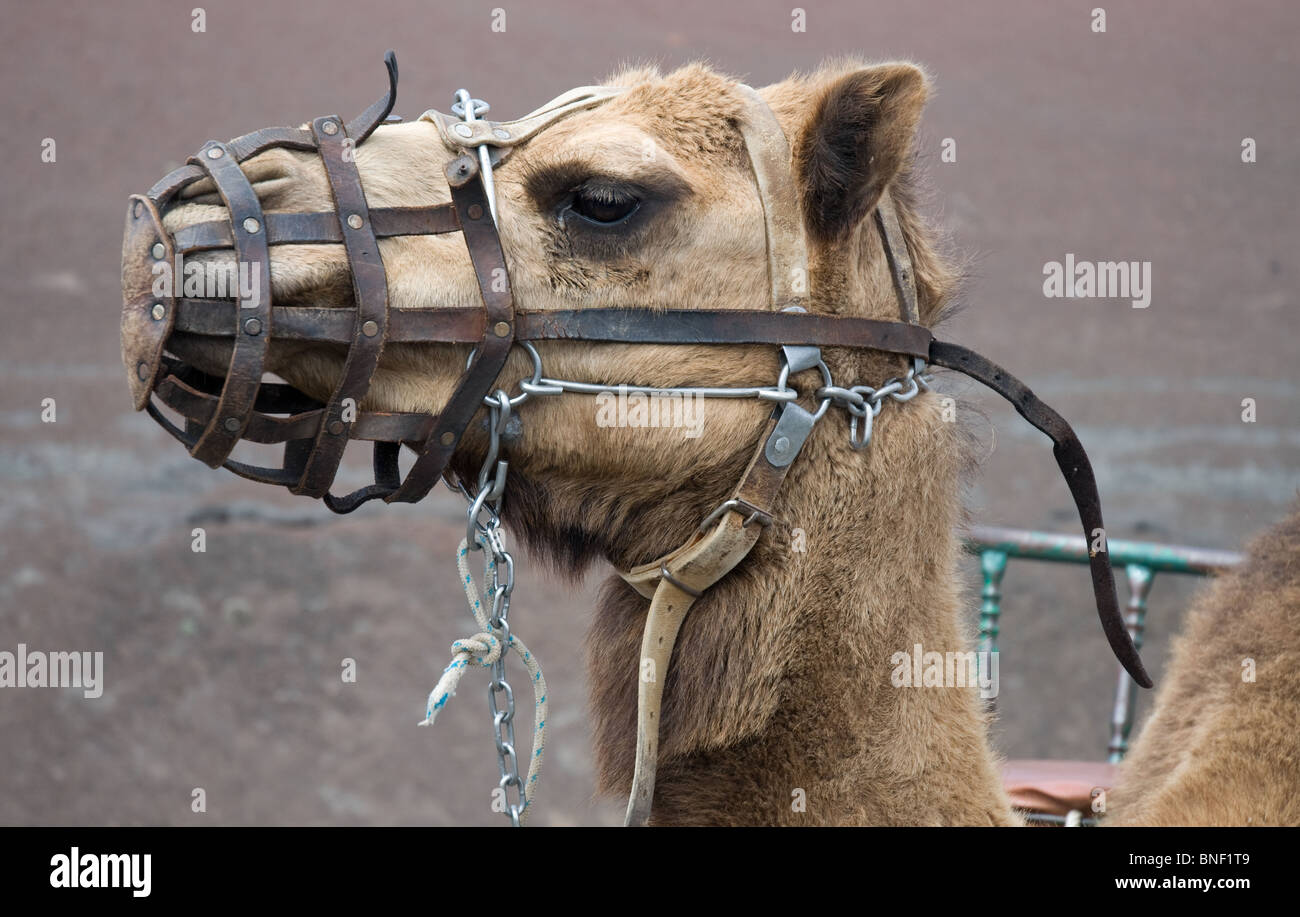 Close up of a camels head wearing a halter and muzzle Stock Photo - Alamy