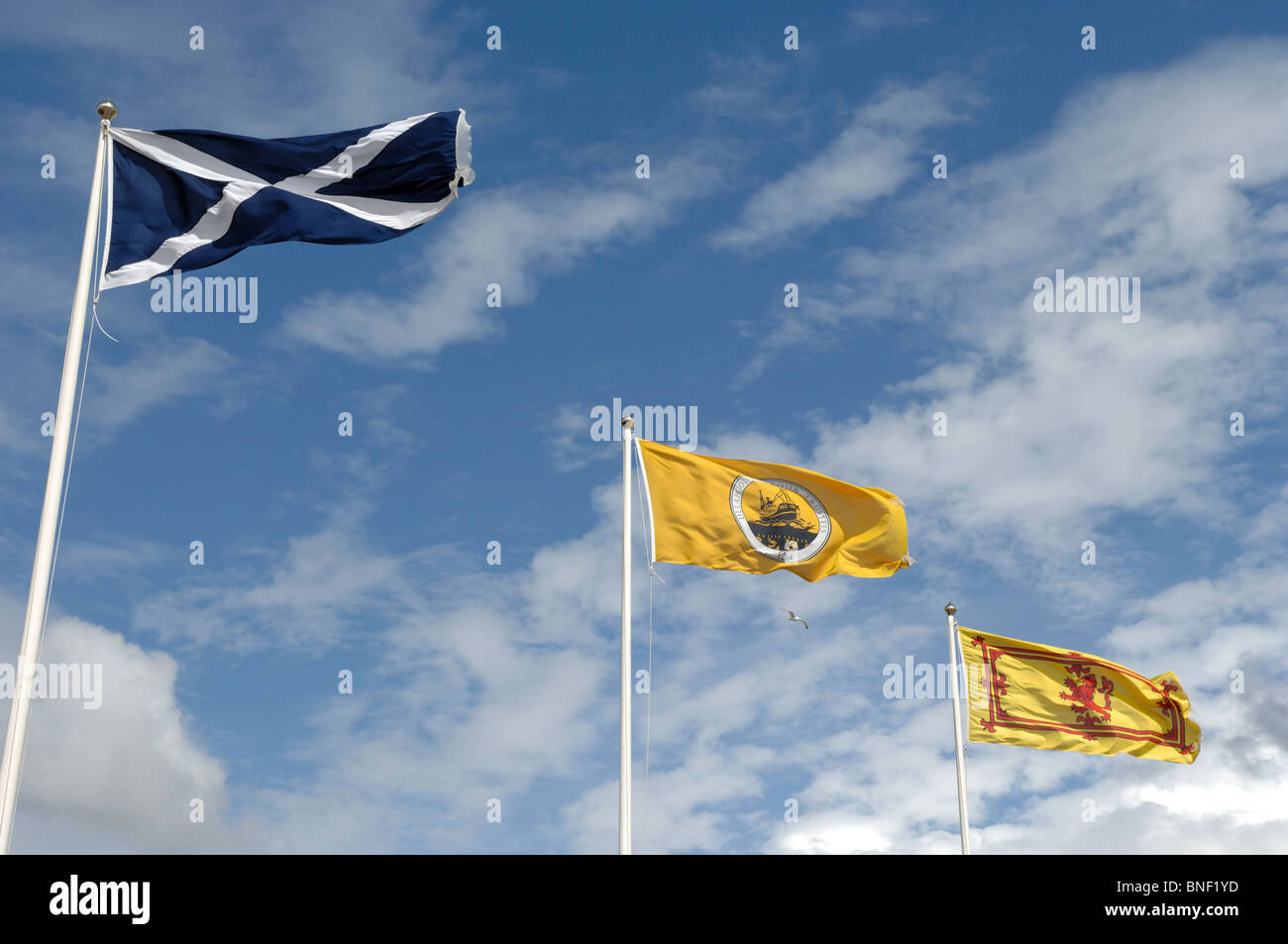 A row of three Scottish flags including Saint Andrews and the Lion ...