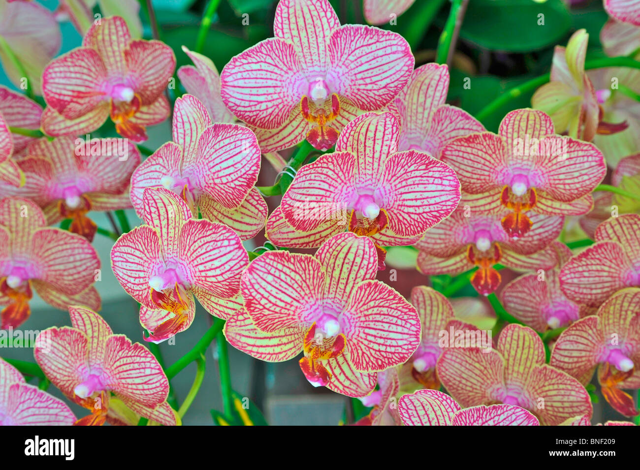Doritaenopsis sogo maria hi-res stock photography and images - Alamy