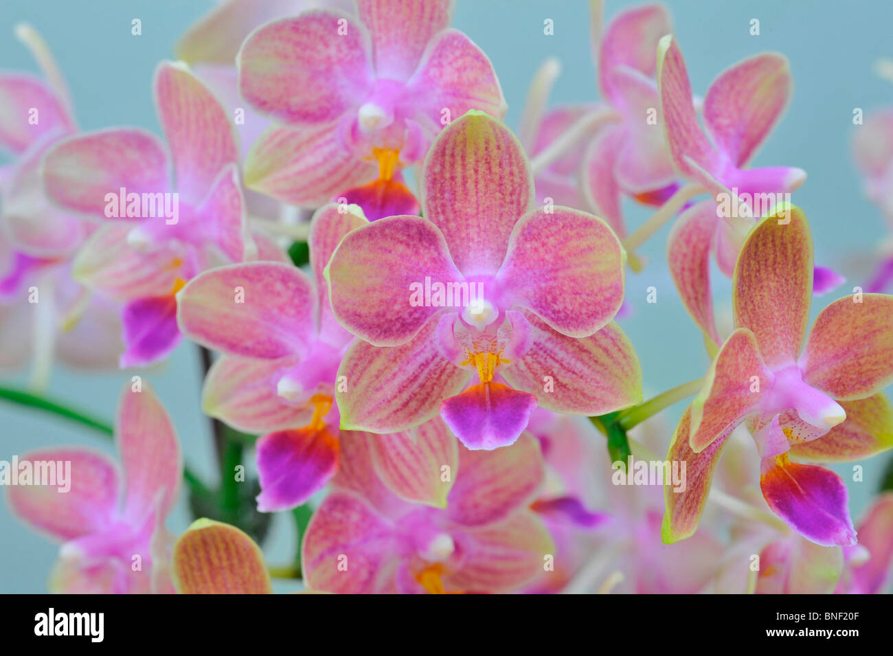 Close-up of hybrid Doritaenopsis Sogo orchid flowers Stock Photo - Alamy