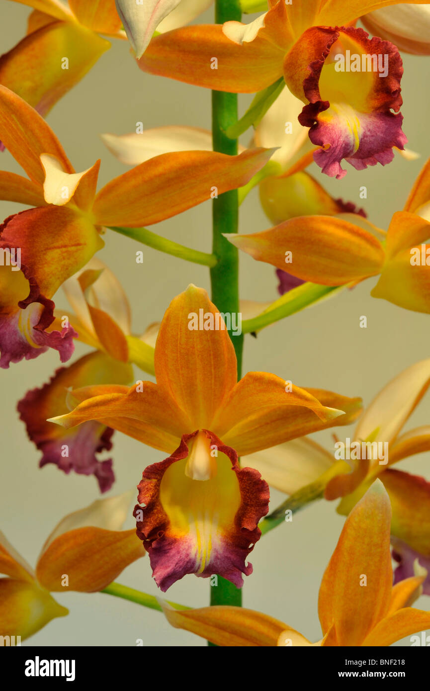 Phaius orchid hi-res stock photography and images - Alamy